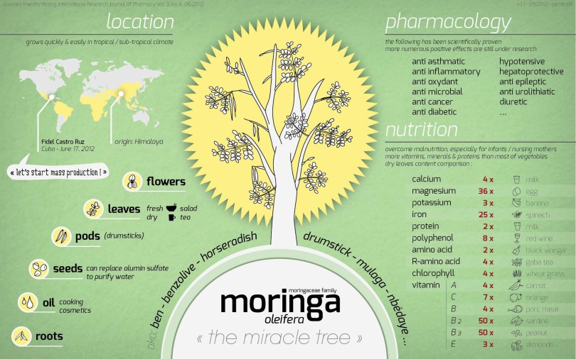 Moringa oleifera (Moringaceae) | Biljni preparati