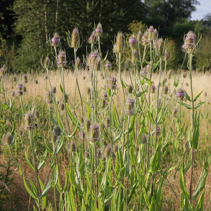 Dipsacus fullonum (Dipsacaceae) | Biljni preparati