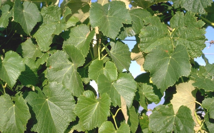 Vitis vinifera (Vitaceae) | Biljni preparati