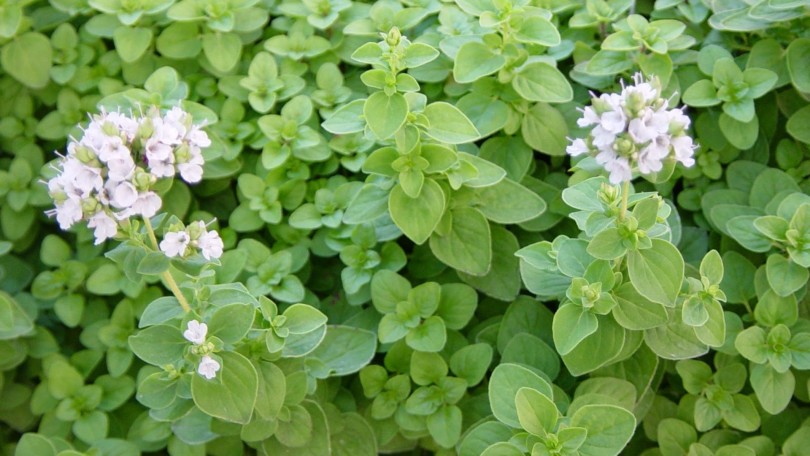 MAJORAN Origanum majorana (Lamiaceae) | Biljni preparati
